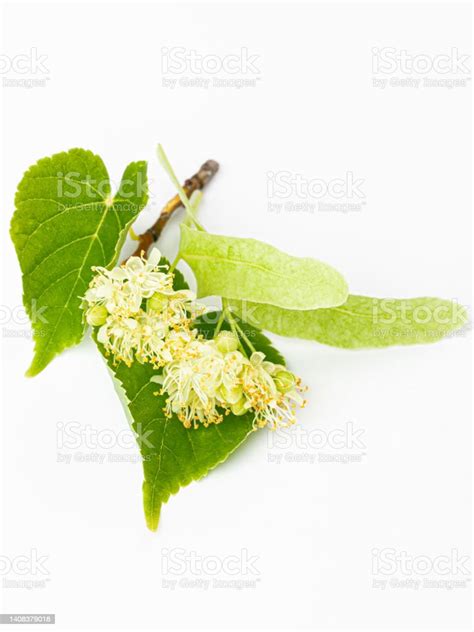흰색 배경에 고립 된 아름다운 신선한 린든 꽃 0명에 대한 스톡 사진 및 기타 이미지 0명 건강관리와 의술 꽃 꽃의 구조