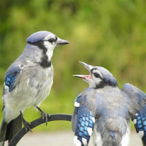 Hazel Campbell Youtube