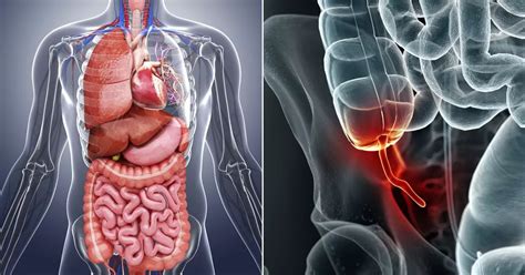 Silent Hero The Appendix Isnt As Useless As Previously Thought Research Claims Mirror Online