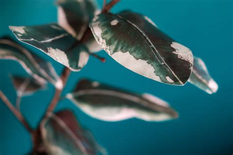 Create A Printable Ruby Rubber Plant For Your Home