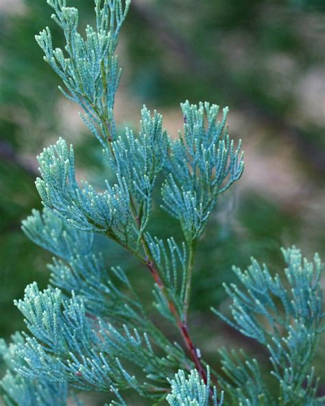 White Cypress Leaf Cellular Extract Native Extracts