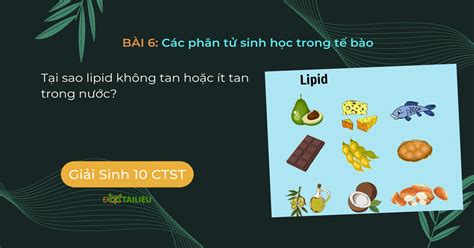 Tìm Hiểu Về Chất Béo Không Tan Trong Nước Và Vai Trò Trong Cơ Thể