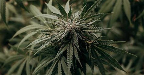 3年前開放「醫用大麻合法化」 泰國新法准民眾以醫療目的在家種大麻 Ctwant Line Today