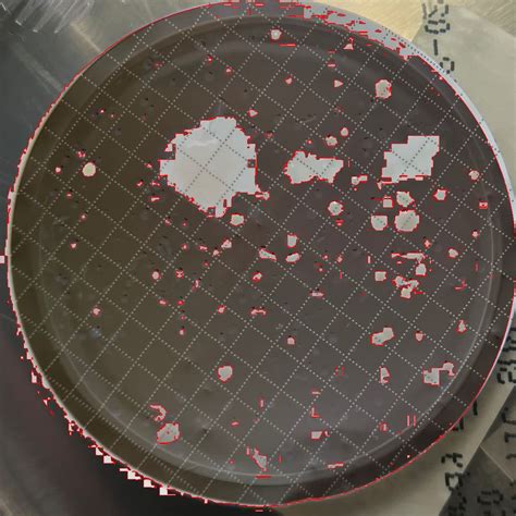 Counting Bacterial Colonies On Membrane Image Analysis Imagesc Forum