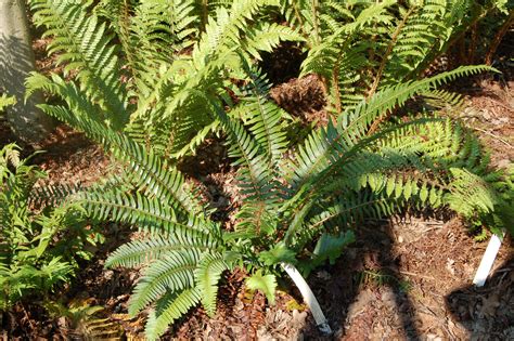 Christmas Fern Polystichum Acrostichoides Fancy Fronds Nursery