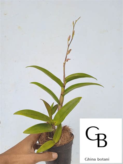 Ghina Botani Anggrek Dendrobium Yellow Lentern Berbunga Anggrek