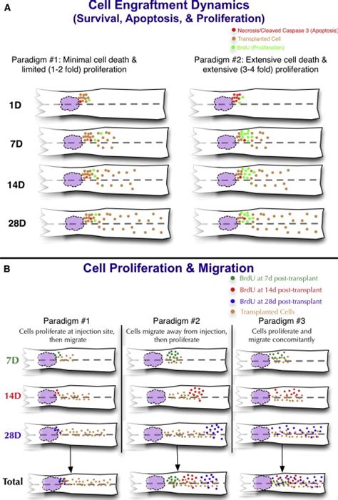 Spatiotemporal Dynamics Paradigms Download Scientific Diagram