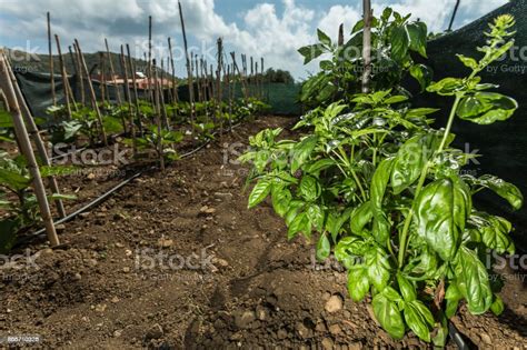 Detail Gambar Background Tanaman Kebun Koleksi Nomer 17