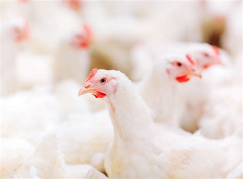 Snow Geese Test Presumptive Positive For Avian Influenza Delaware