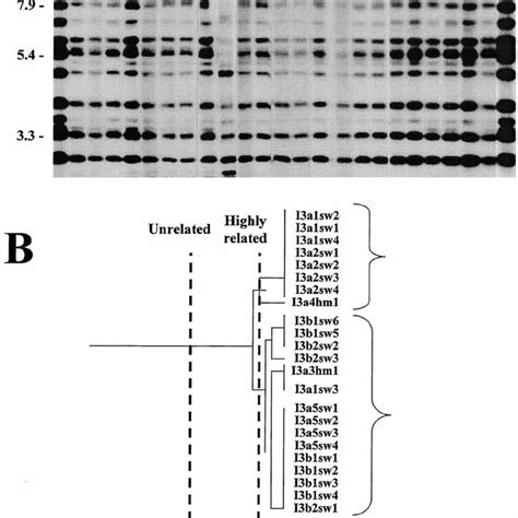 Southern Blot Hybridization Patterns Generated With The Ca3 Probe For