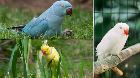 Indian Ringneck Parrot Rose Ringed Parakeet Profile And Care Guide