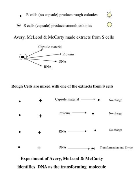 Ppt Griffiths Transformation Experiment Powerpoint Presentation
