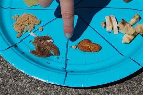 Our Creative Day Ant Experiment