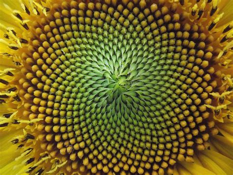 les magnifiques et précieux nombres de fibonacci visit