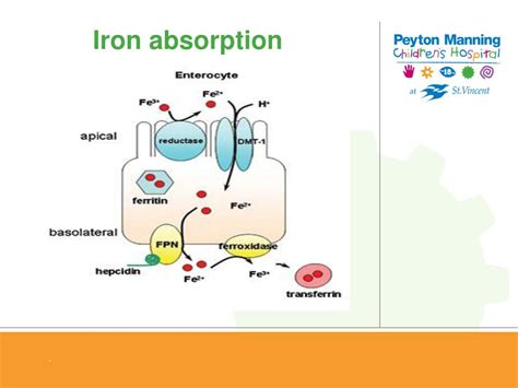 Ppt Iron Deficiency Anemia Powerpoint Presentation Free Download