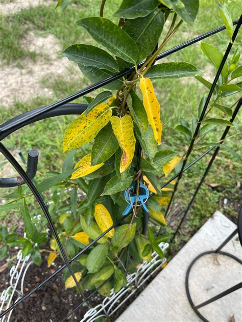 Why Is My Mandevilla Plant Leaves Turning Yellow At Jean Begaye Blog