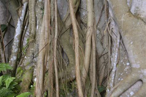 Long Root Stock Photos Royalty Free Long Root Images Depositphotos