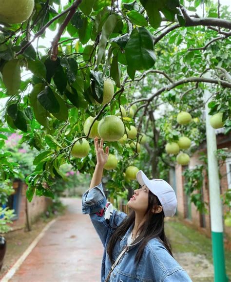 太美了！广汉这里8000亩柚林飘香，随手都可拍大片！！澎湃号·政务澎湃新闻 The Paper