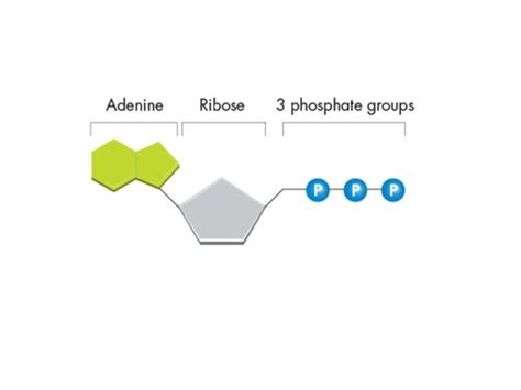 3 Phosphate Groups