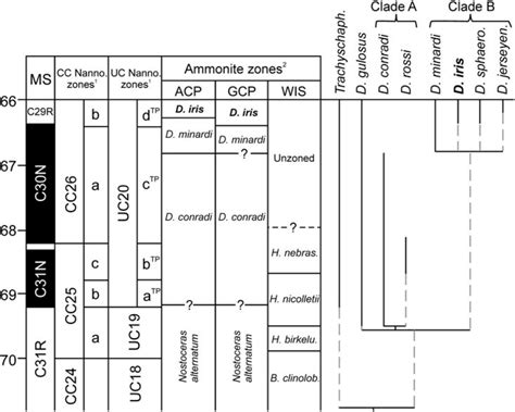 Geographic And Temporal Morphological Stasis In The Latest Cretaceous