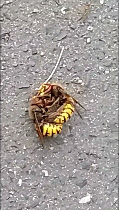 Szerszeń Kontra Szerszeń Youtube