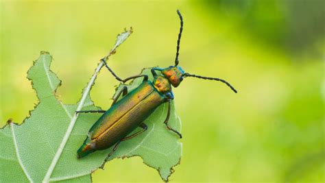 Что такое шпанская мушка Crazy Casa