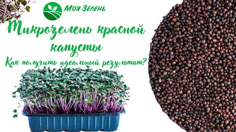 Красная капуста - краснокочанная. Микрозелень. Урок по выращиванию ...