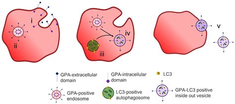 Reticulocyte Maturation