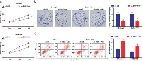 Reduced Ddx11 As1 Inhibits The Proliferation Promotes Apoptosis Of Hcc