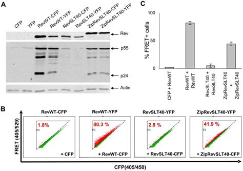 A Expression Level And Trans Activation Capacity Of Rev Cfp And