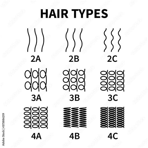 Vector Illustration Of Hair Types Chart With All Curl Types Labeled Curly Girl Method Concept
