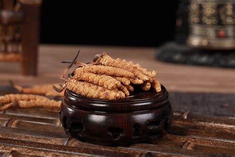 虫草小知识 冬虫夏草是如何形成的？ 知乎