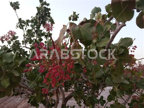 زراعة النباتات والاشجار الخضراء في أحد الاراضي الزراعيه في المملكة