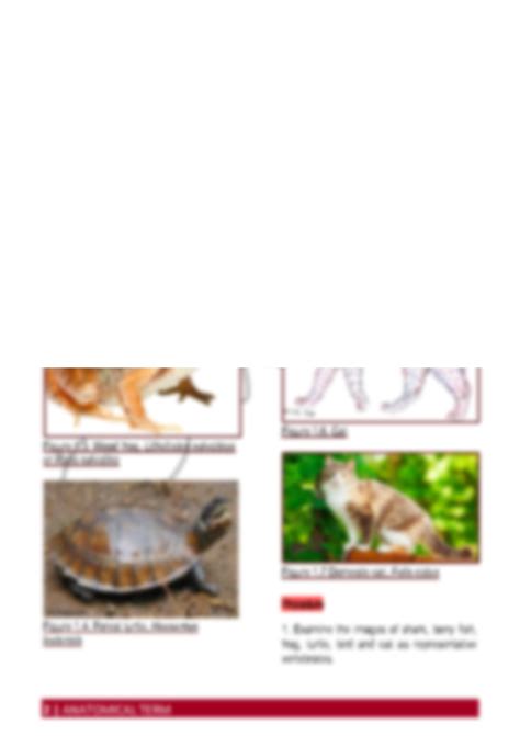 Solution Anatomical Terms Studypool