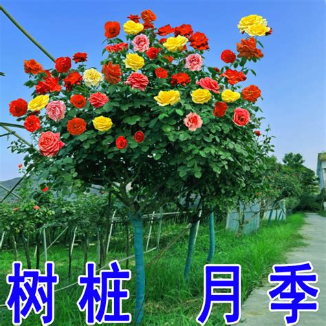 适合庭院的灌木月季 南阳月季花苗批发基地 古桩月季 大山谷图库