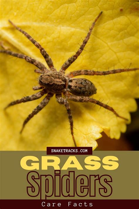 Spiders In New Jersey 38 Different Species Artofit