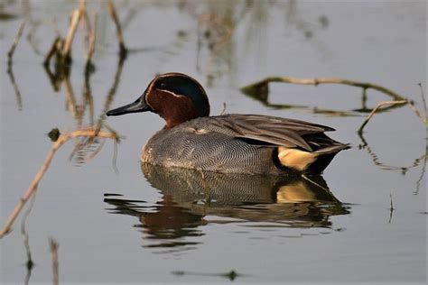 12 Different Species Of Ducks In Minnesota Mn 2025