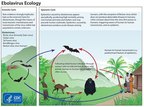 What Every Epidemiologist Should Know About Ebola Virus Disease Evd