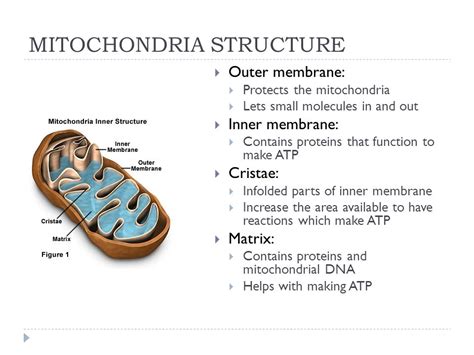 Matrix Of Mitochondria Profsclub