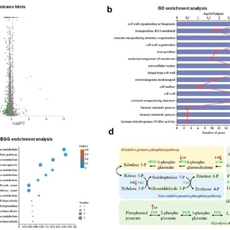 Differentially Expressed Genes Generated By Transcriptome Analysis In