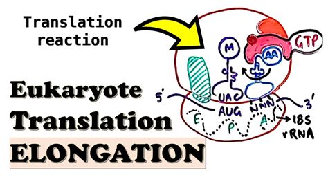 Eukaryotic Translation Elongation How Do Eef1a And Eef2 Work Role Of