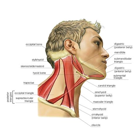 Cervical Muscles Greeting Card For Sale By Asklepios Medical Atlas