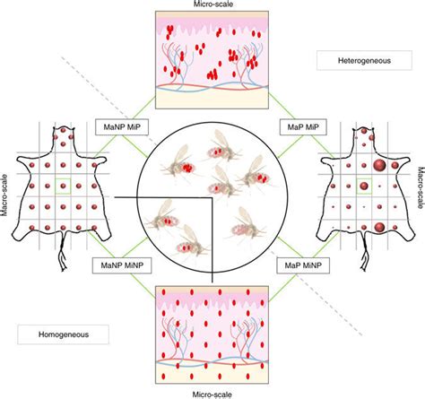 Schematic Representation Of Transmission Model Parasite Distributions