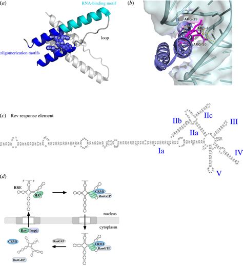 A The Rev N Terminal Domain Is Composed Of A Helix Loop Helix Motif