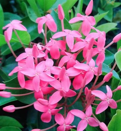 Chinese Ixora Pink Sri Krishna Nursery