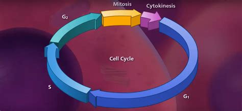Cell Cycle Mitosis And Meiosis 3d Animation ‣ Cbsebiology4u