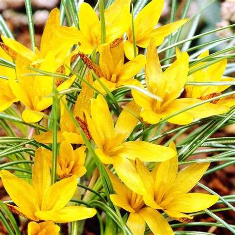 Krokus Crocus Golden Nugget 10 Szt Cena I Opinie Sklep