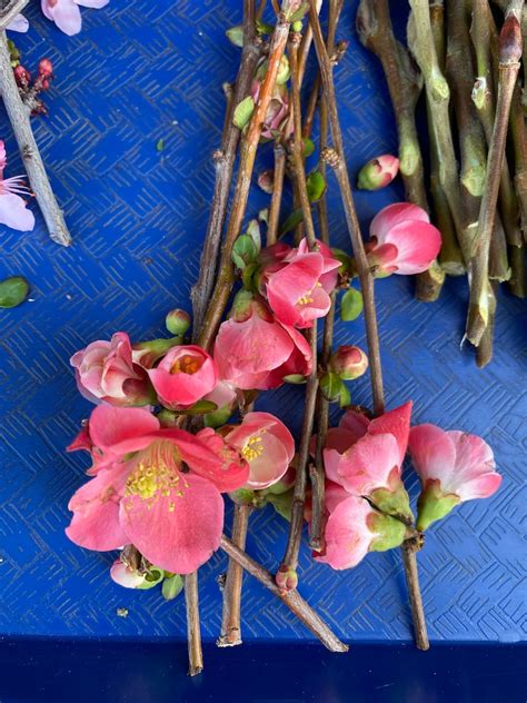 4 Mix Cuttings For Propagation Randomly Cut From Pussy Etsy