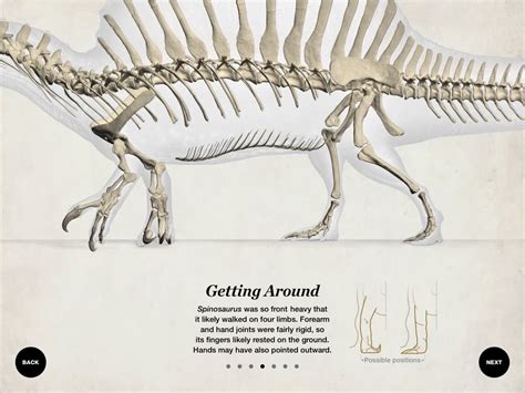 Spinosaurus Sail Fossil Id The Fossil Forum