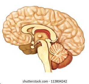 Cross Section Brain Royalty Free Photos And Stock Images Shutterstock